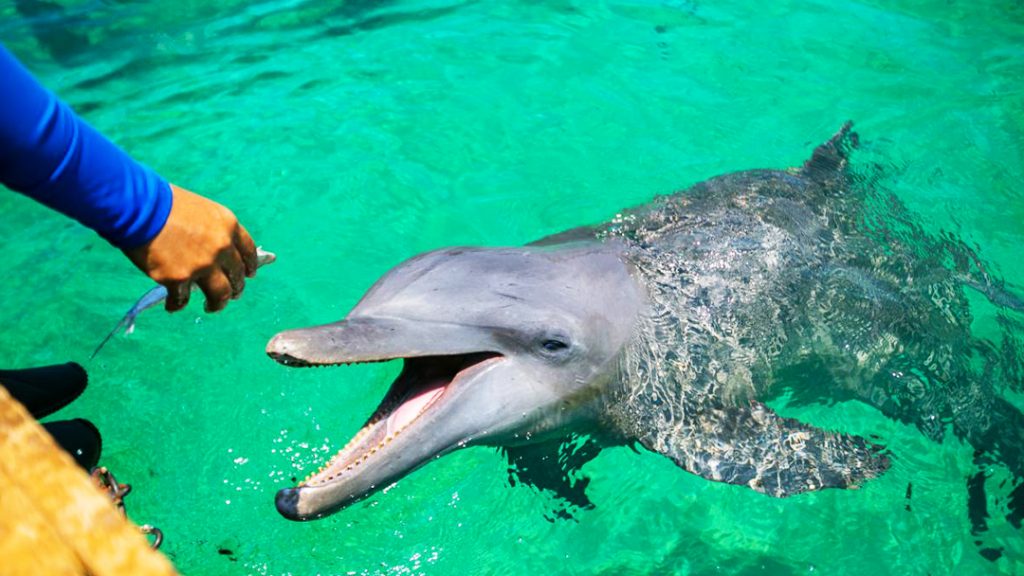 OCEANARIO ISLA DEL ROSARIO - Cartagena Tour Experiences